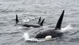 Bijzonder fenomeen verklaard: dit is waarschijnlijk waarom orka's boten ...