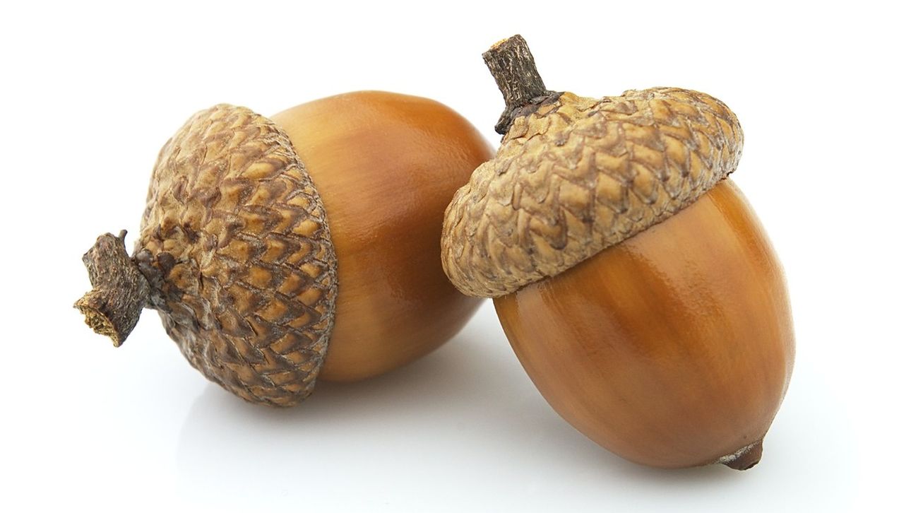 Gevangene Scheveningen snijdt eikel af en eet zijn ballen op | Panorama