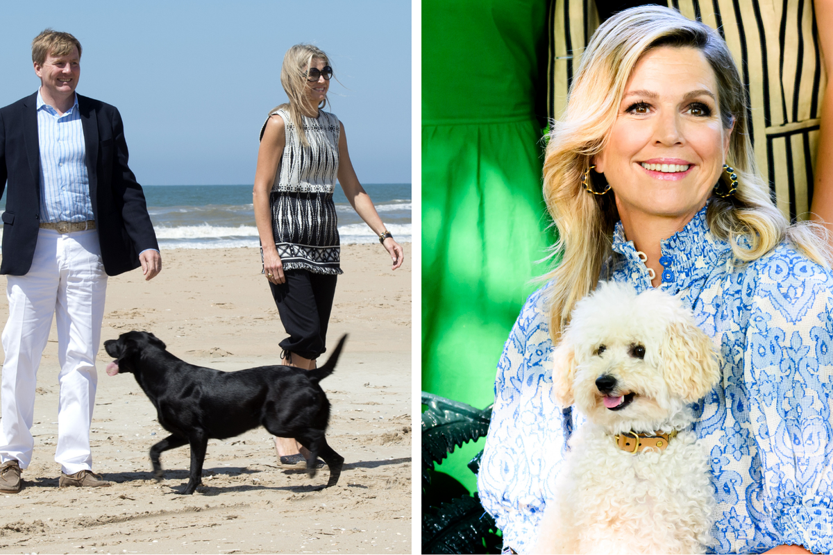 Leeg nest? De Oranjes vullen het met honden: hoe Luna en Mambo hun ...