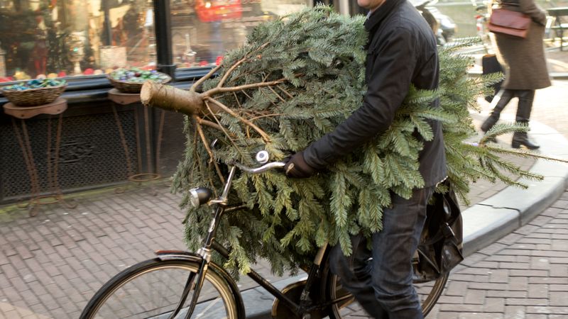 Een boom met een verhaal | Revu