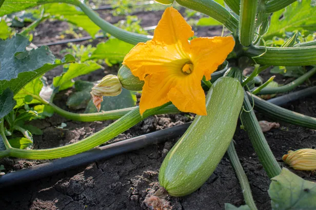 Wel bloemen, geen courgettes? Met deze truc help je de natuur een ...