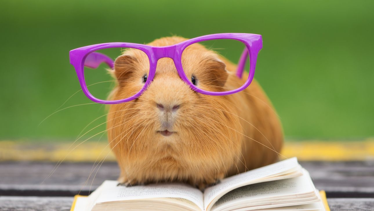 Dit zijn Laurens en Harry: de enorm populaire cavia's op Instagram ...