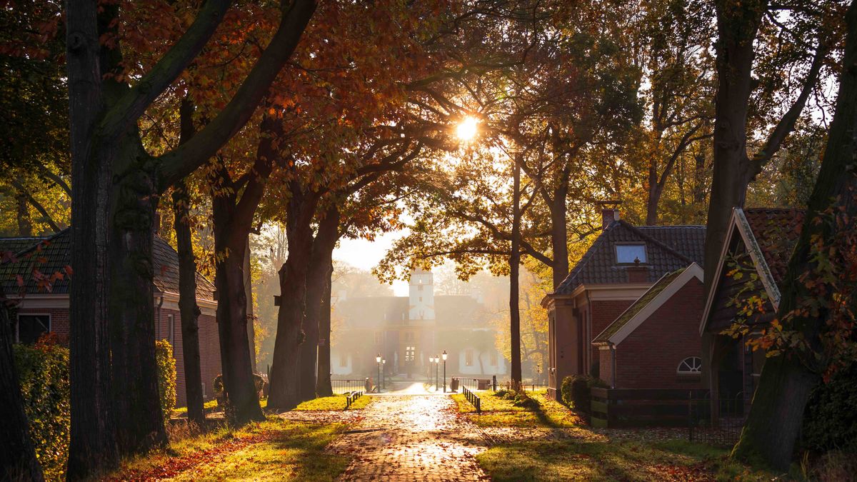 Groningse legende: de magische boom van Slochteren | Noorderland