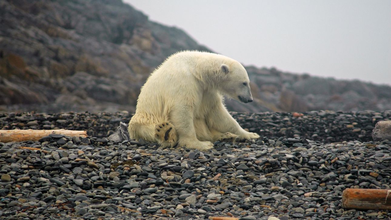 IJsbeer drijft op ijsschots 750 kilometer van zijn thuis af | Panorama