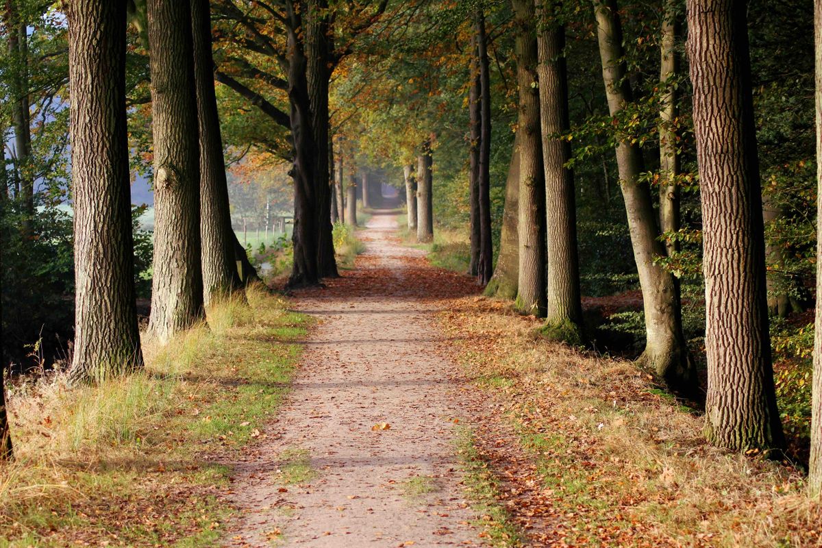 Dit Friese natuurgebied heeft álles: duinen, heide, bos en stilte ...