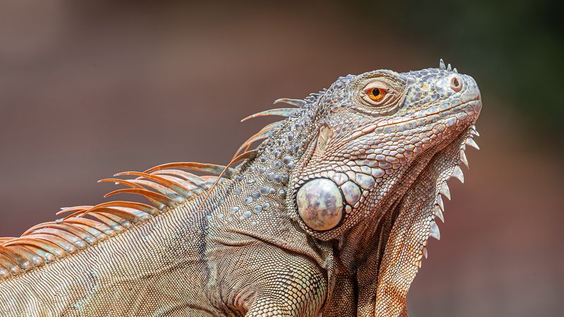 Het regent leguanen | Panorama