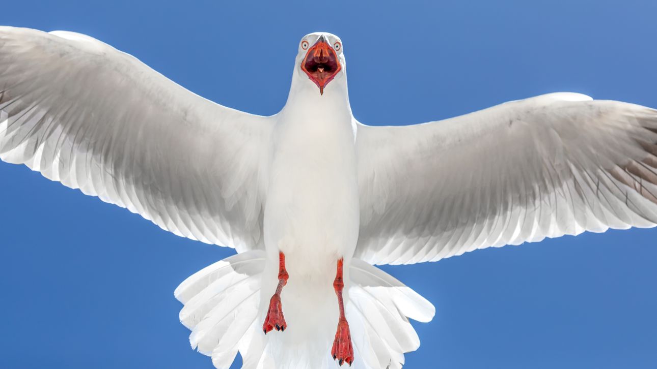 Doorgedraaide meeuwen jatten en gebruiken drugs en terroriseren Engelse ...