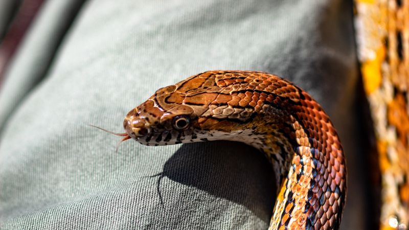Slapende man ontwaakt door kronkelende slang in slaapkamer | Panorama