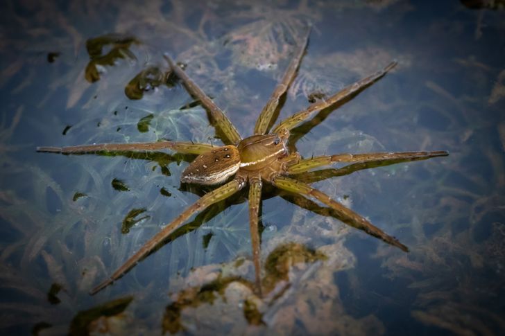WTF: Dit zijn de 6 grootste spinnen die in Nederland voorkomen | Upcoming