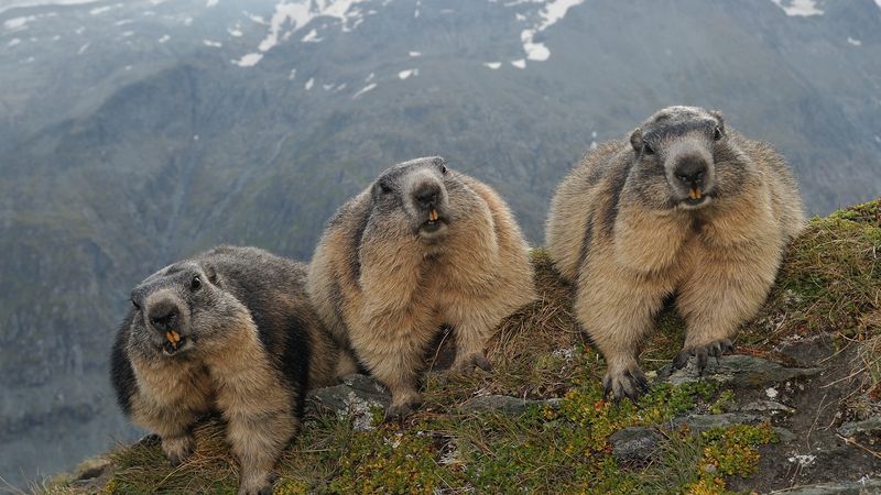 Maandag Medicijn | 10 Prachtige plaatjes van… marmotten | Upcoming