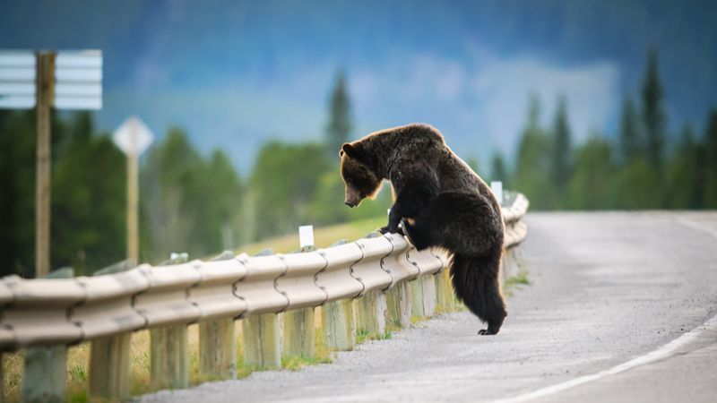 Beren op de weg: met een camper door de Canadese Rocky Mountains | Panorama