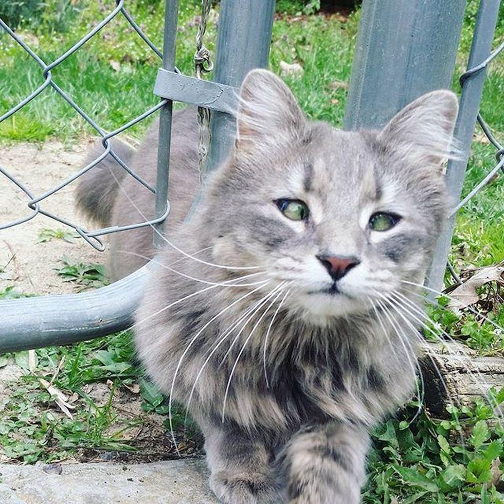 Katten zijn lief, maar schele katten? Die zijn dubbel zo lief! | Upcoming