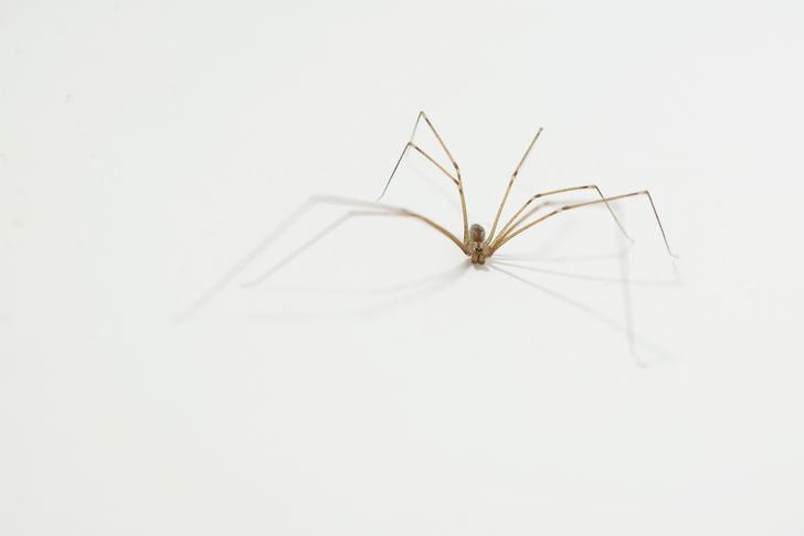 WTF: Dit zijn de 6 grootste spinnen die in Nederland voorkomen | Upcoming