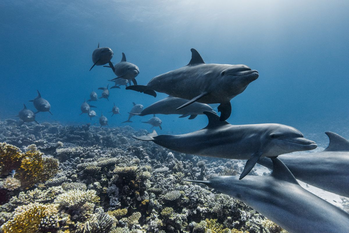 Nieuwe documentaire OCEAN toont kwetsbare schoonheid van de zee | Nautique