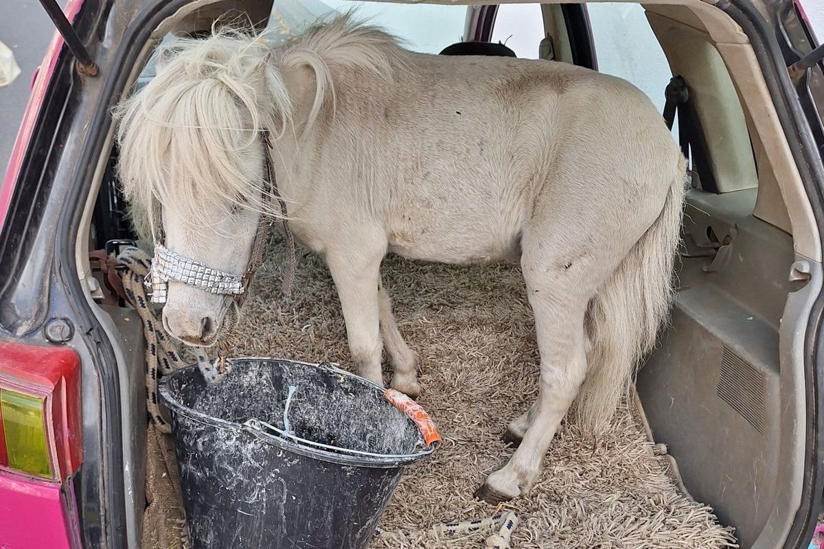 Duitse vrouw vervoert pony in kofferbak en weigert bizarre boete | Autobahn