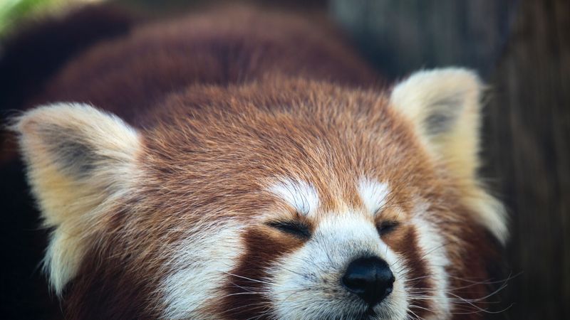 Het is tijd voor een ode aan de rode panda | Upcoming