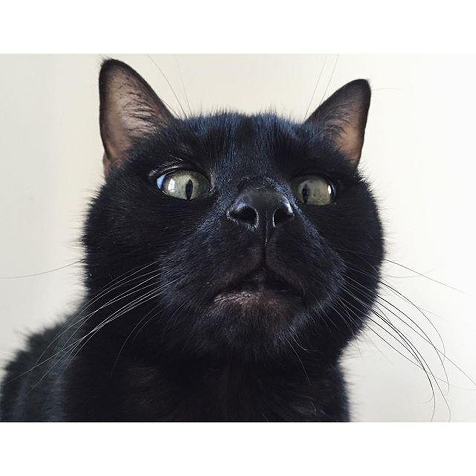 Katten zijn lief, maar schele katten? Die zijn dubbel zo lief! | Upcoming