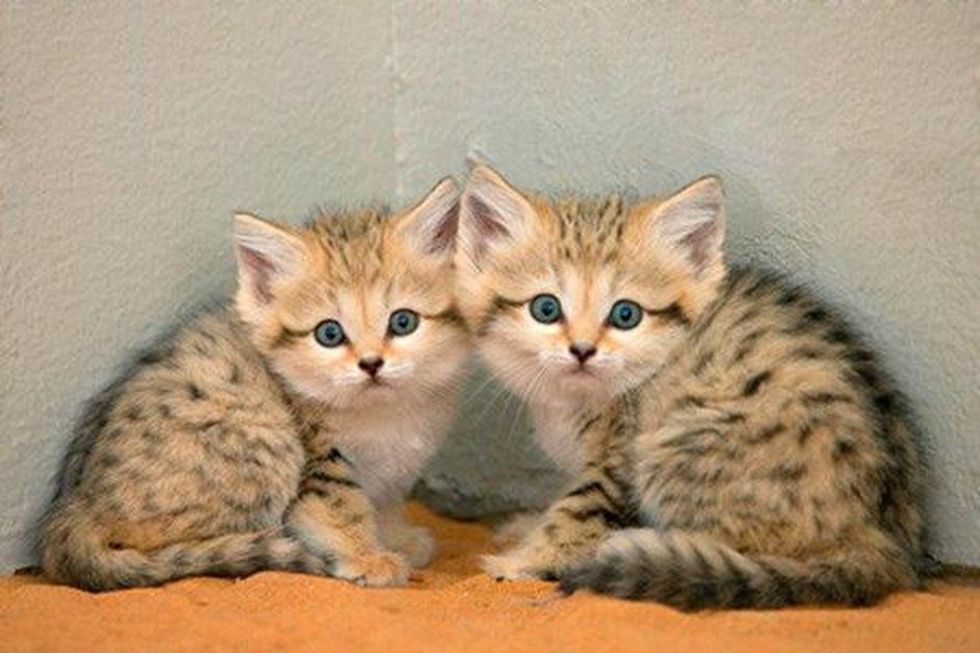 Dit zijn de schattigste oren met kat eronder ooit: de Arabische zandkat ...