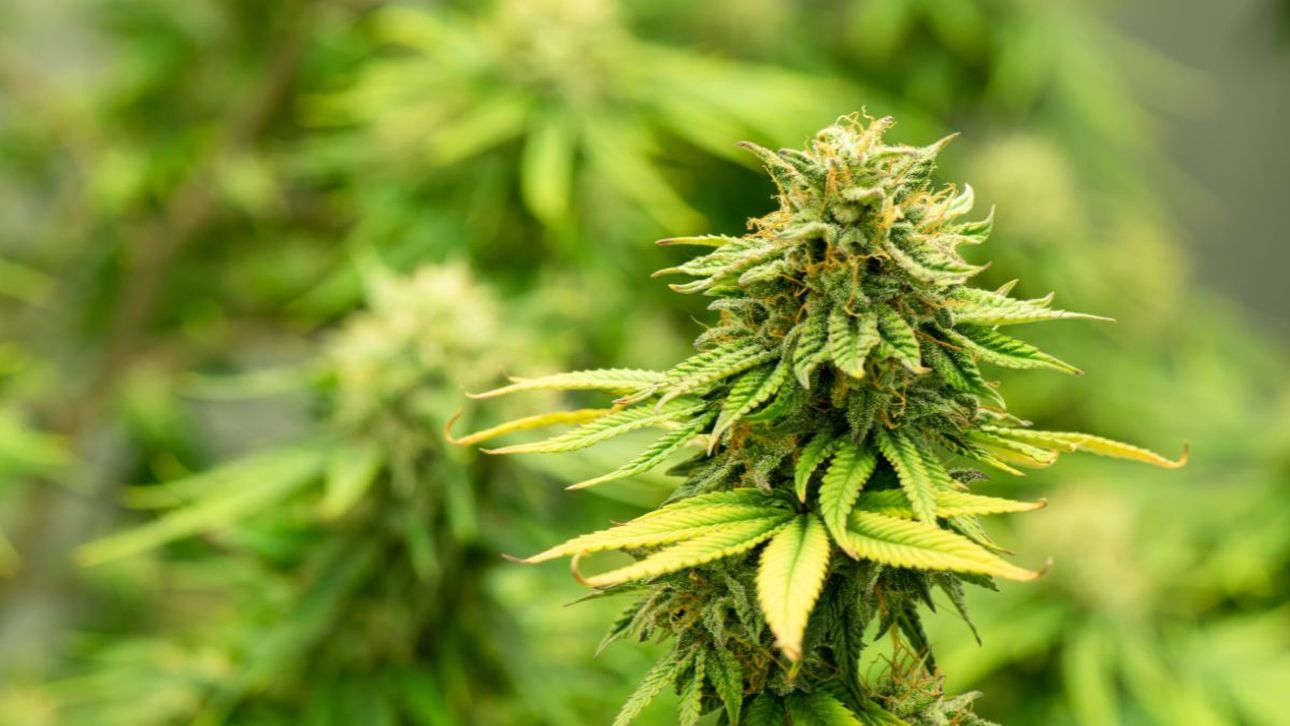 Ruim 32 ton aan wiet gevonden: 'grootste Europese wietvangst ooit' | Panorama