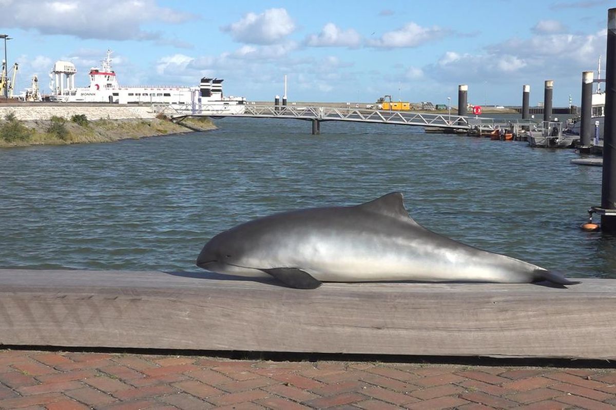 Onderzoekers luisteren naar de Waddenzee: bruinvis als ‘kanarie in de ...