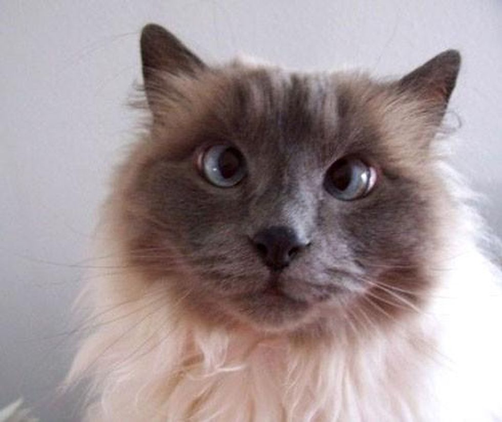 Katten zijn lief, maar schele katten? Die zijn dubbel zo lief! | Upcoming