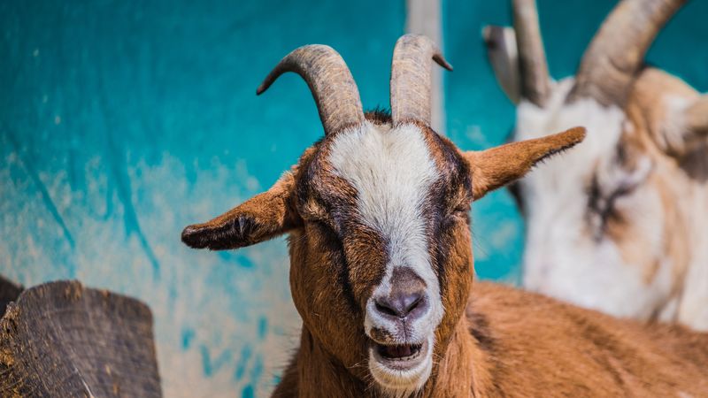 Maandag Medicijn | 10 Prachtige plaatjes van… geinige geitjes! | Upcoming
