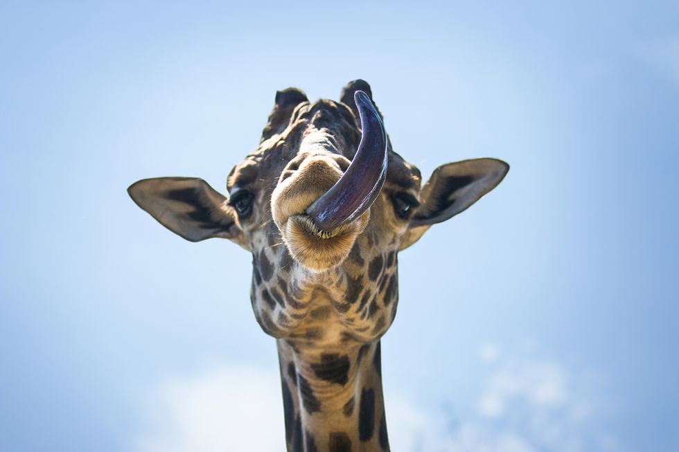 Ranking The Animals | Welk cijfer krijgt de giraf van ons? | Upcoming