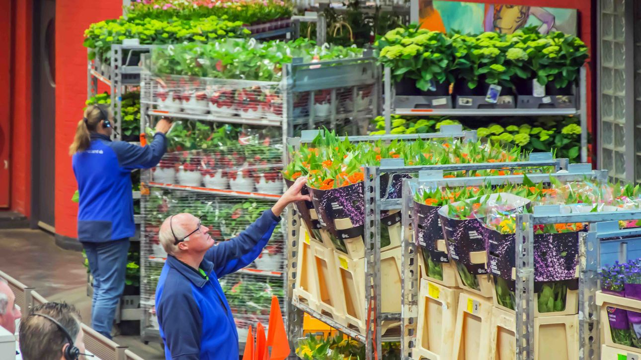 De fascinerende wereld van de bloemenveiling in Eelde | Noorderland