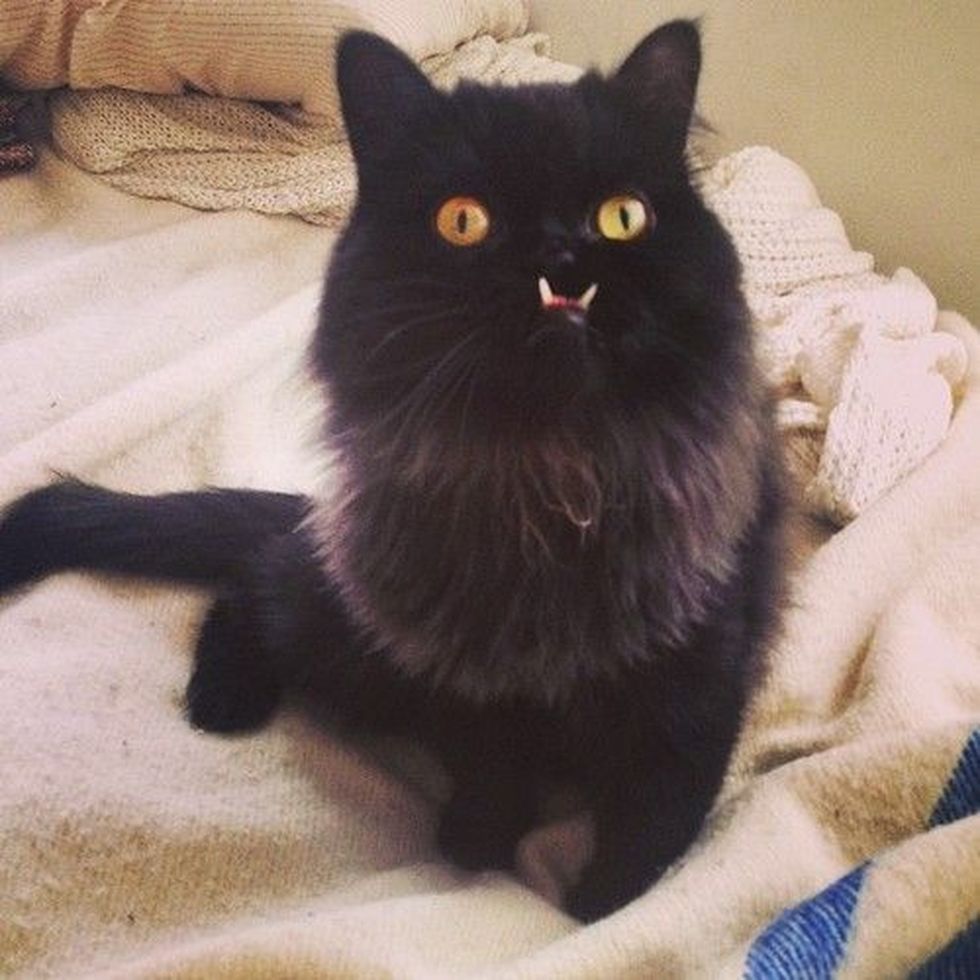Het is Hug Your Cat Day en dat vieren we met deze 9 schatten van katten ...