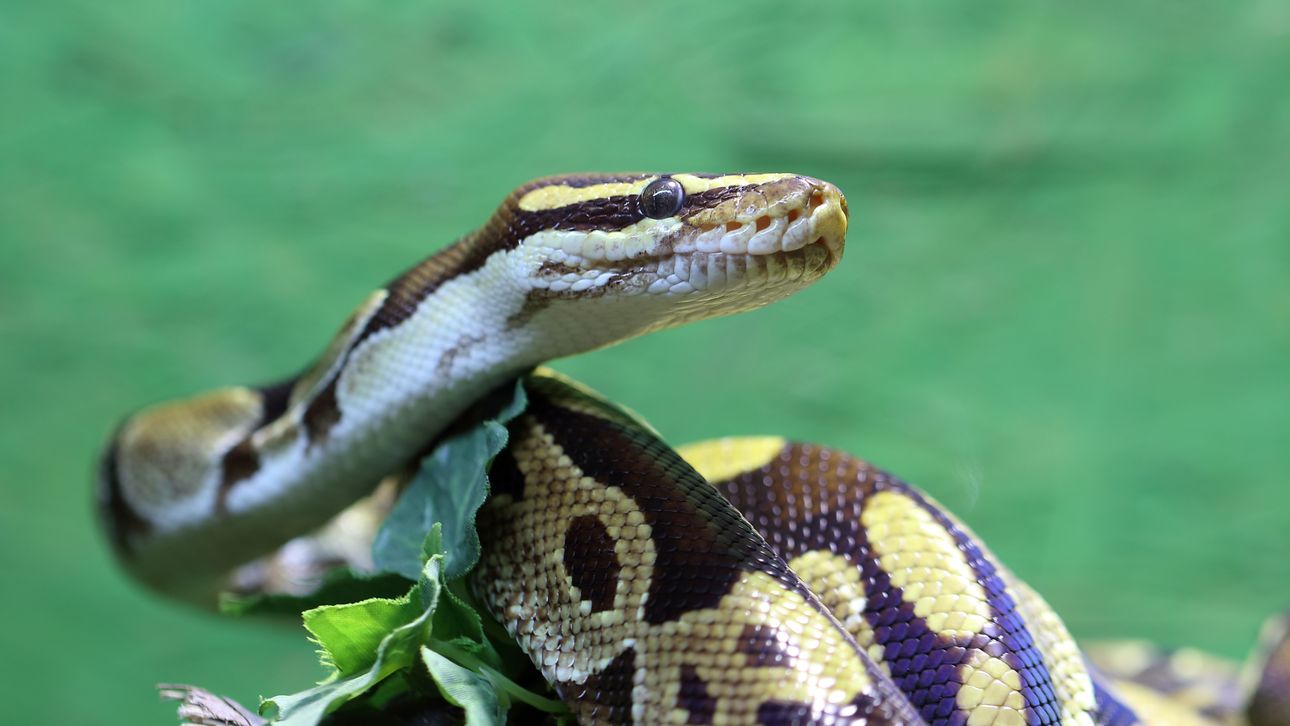 Nijmeegse vuilnismannen zien wurgslang uit afvalzak kruipen | Panorama