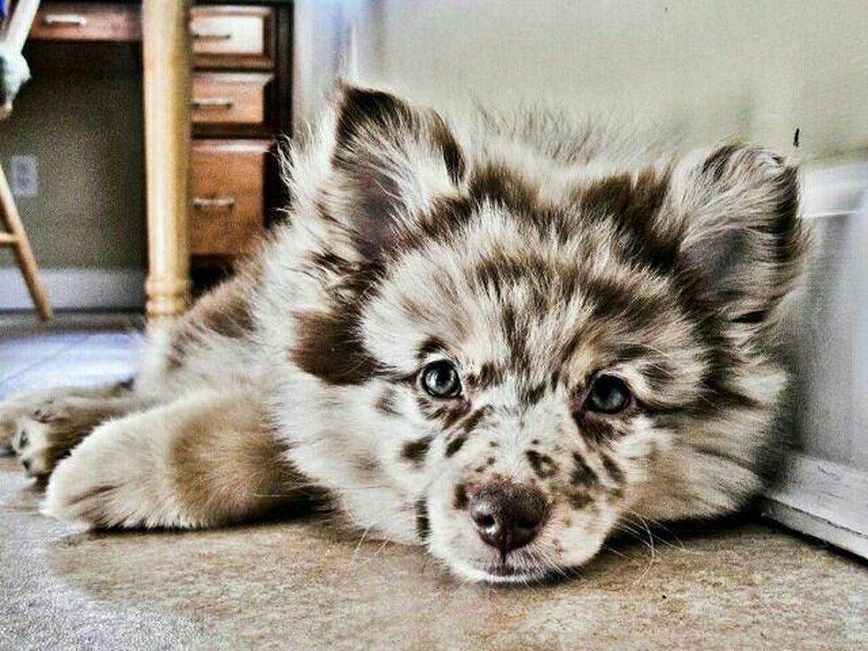 Waarom je per direct een Pomsky-puppy aan moet schaffen | Upcoming