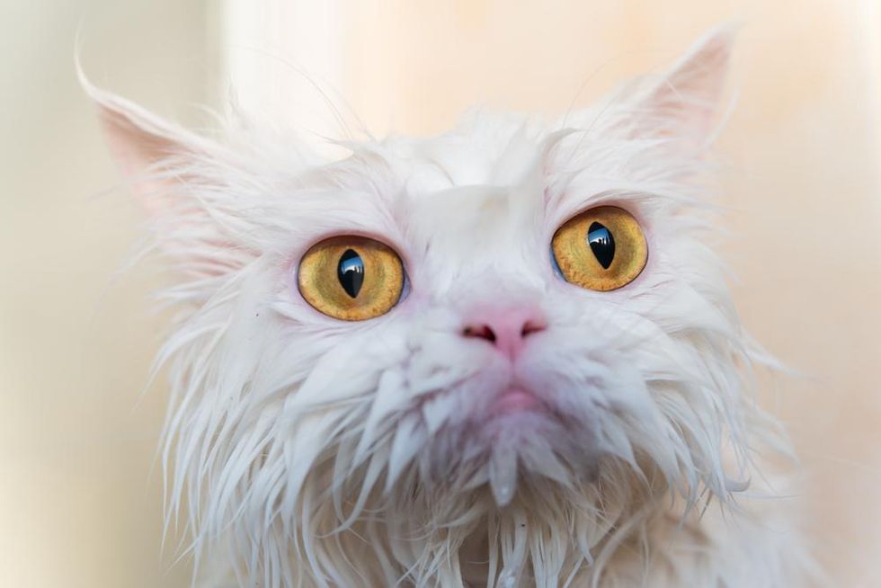 Het is Hug Your Cat Day en dat vieren we met deze 9 schatten van katten ...