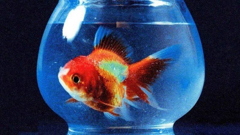 Recensie | 4 sterren voor het album Big Fish Theory van Vince Staples ...