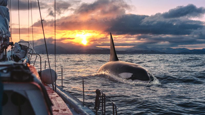 Bijzonder fenomeen verklaard: dit is waarschijnlijk waarom orka's boten ...